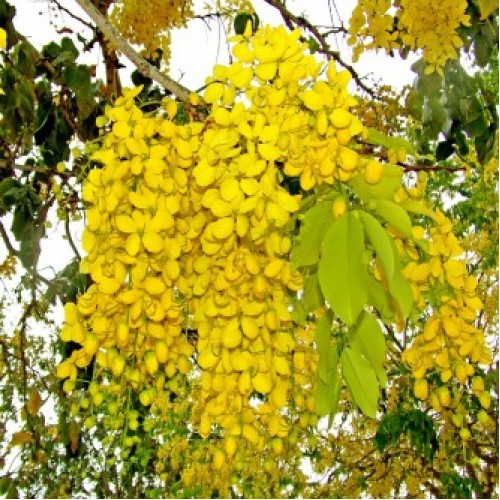 Trees of Delhi | Rati Mehrotra